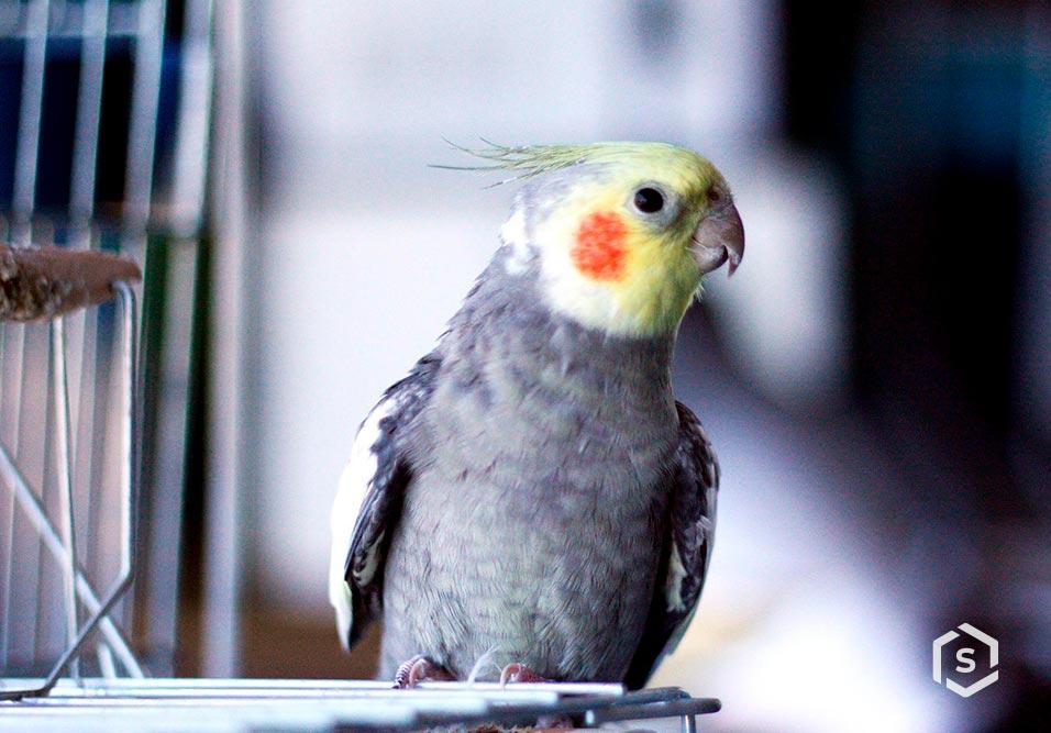 Calopsita em apartamento: 7 cuidados necessários